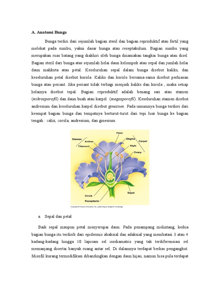 ANATOMIS BUNGA | PDF