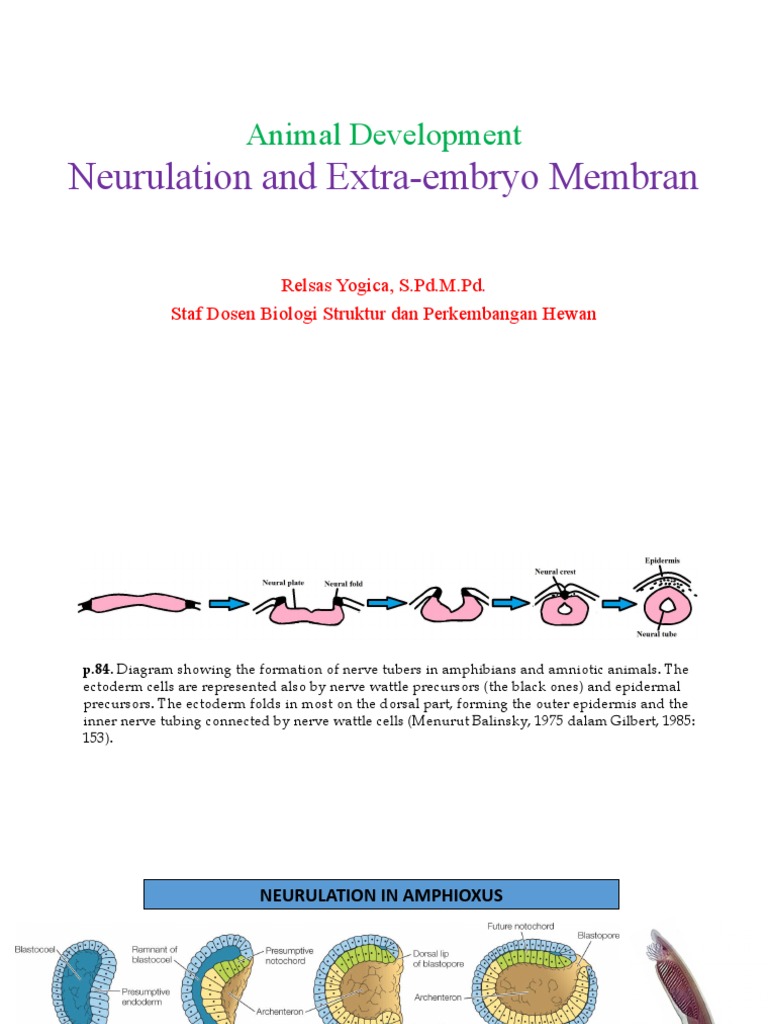 Animal Development: Neurulation and Extra-Embryo Membran | PDF ...