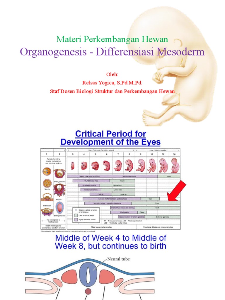 Organogenesis - Mesoderm | PDF