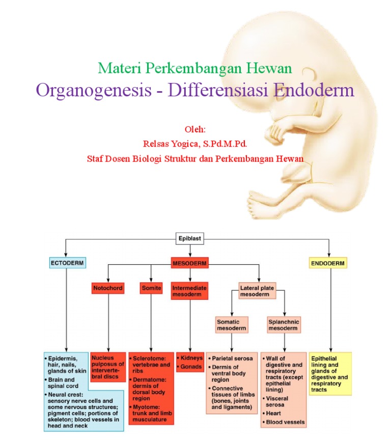 Organogenesis - Endoderm | PDF