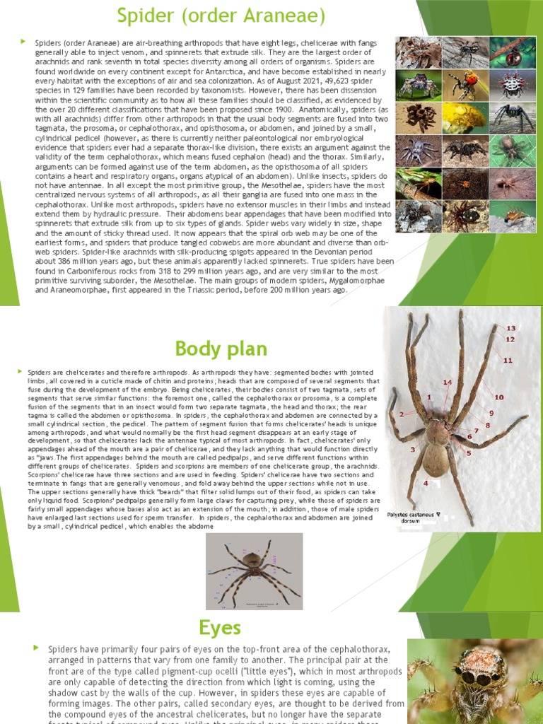 Spider (Order Araneae) | PDF | Spider | Spider Web