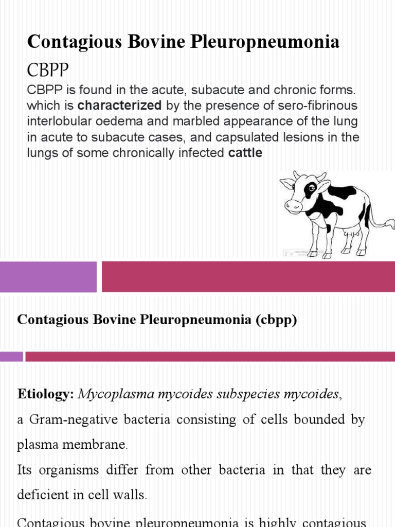 Contagious Bovine Pleuropneumonia | PDF | Infection | Edema