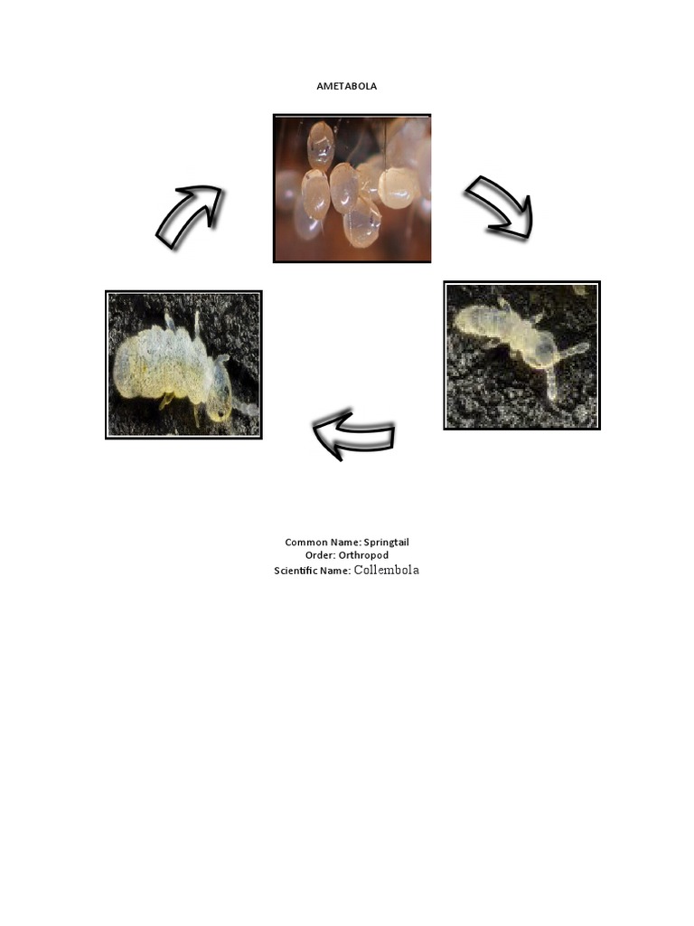 Springtail Life Cycle and Habitat | PDF | Home & Garden | Science ...