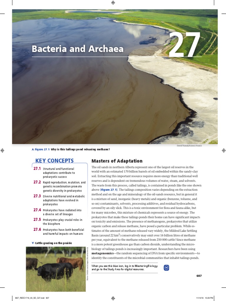 Bacteria and Archaea: Key Concepts | PDF | Bacteria | Cell (Biology)