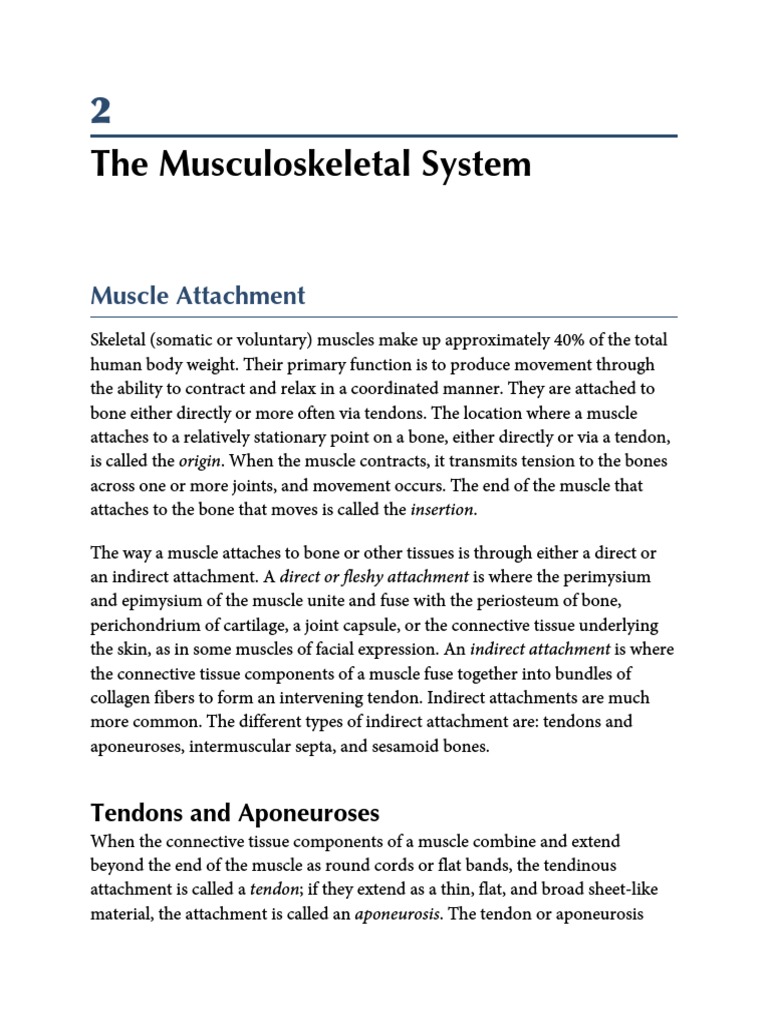 The Concise Book of Muscles | PDF | Muscle Contraction | Muscle