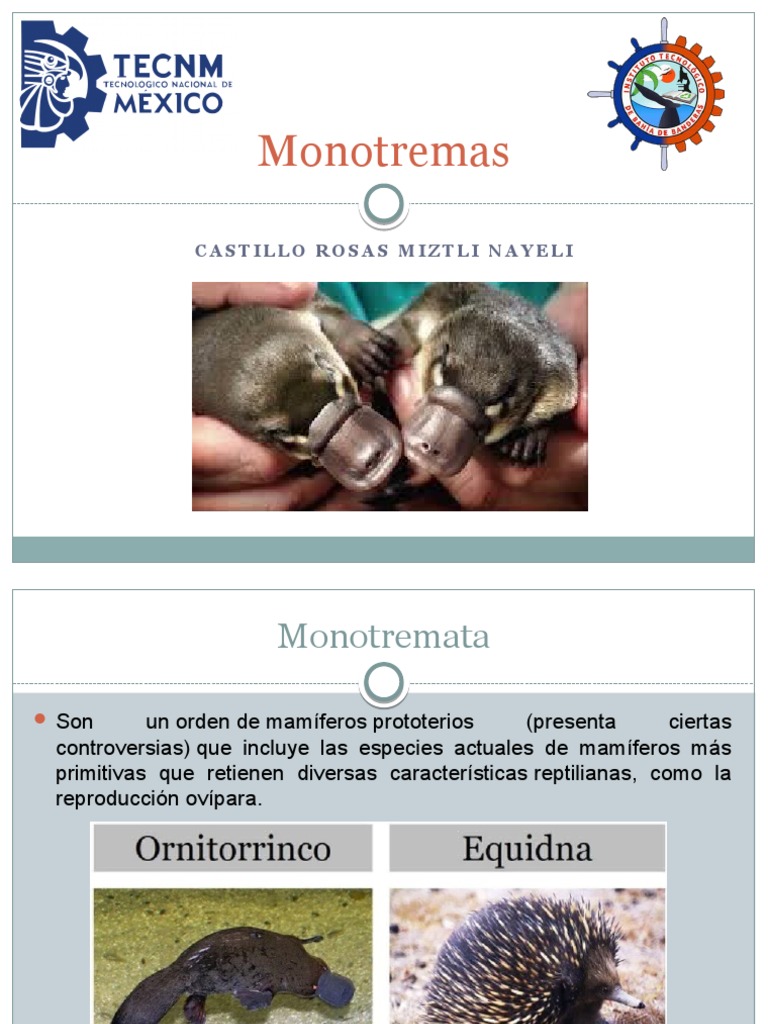 Monotremas | PDF | Mamíferos | Zoología