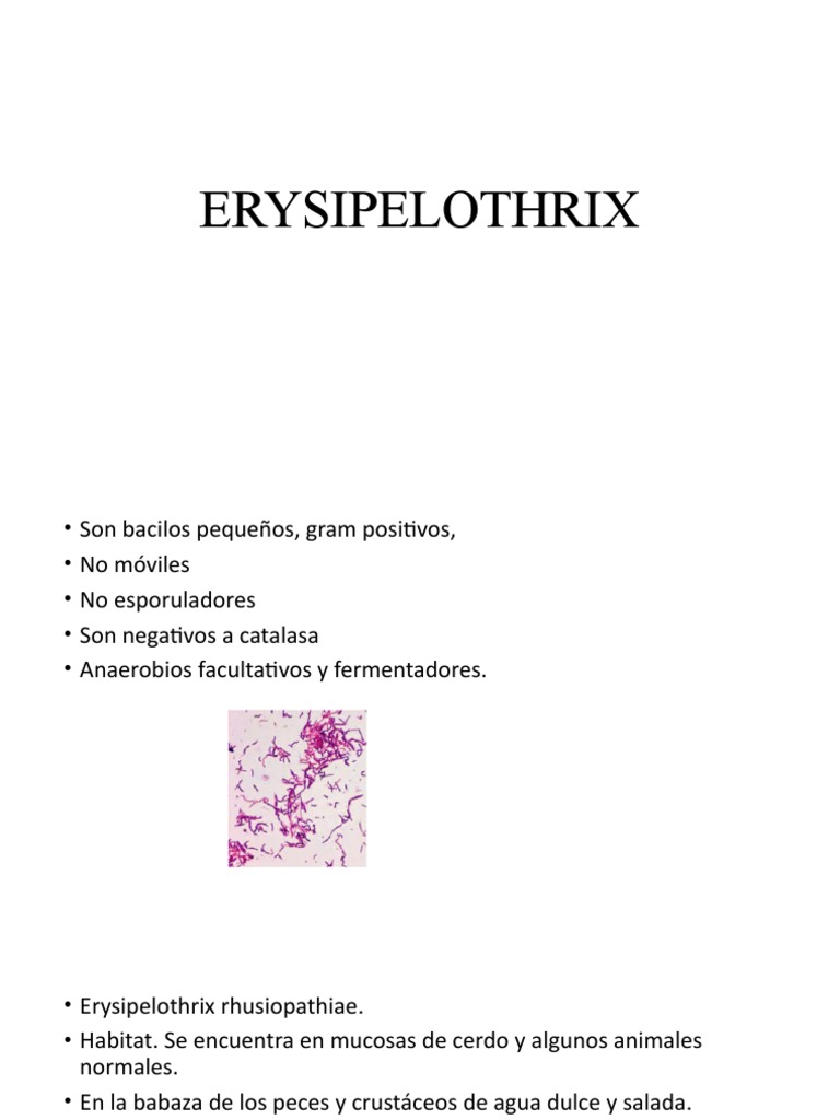 ERYSIPELOTHRIX | PDF | Infección | Sistema inmune