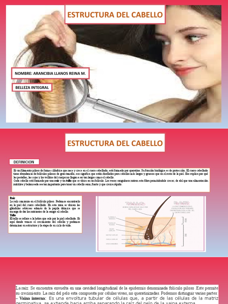 Estructura y partes del cabello | PDF | Pelo | Anatomía