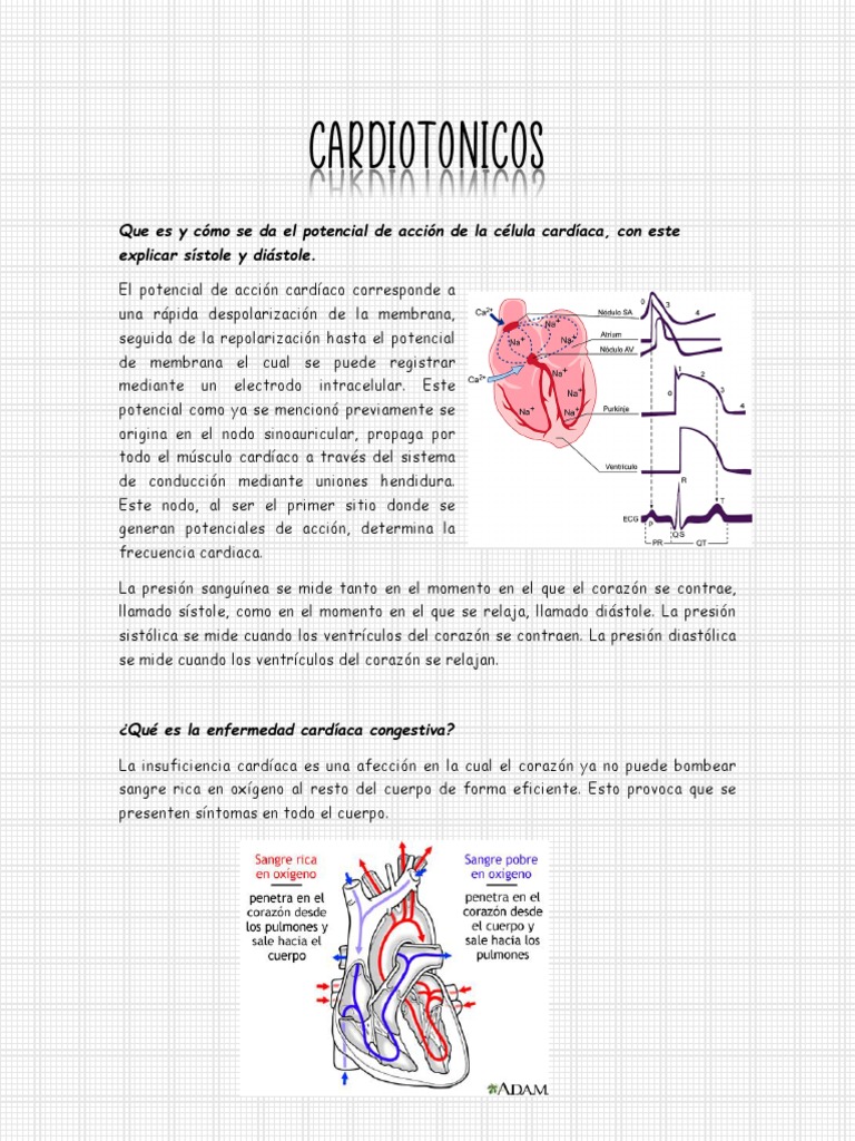 CARDIOTONICOS | PDF | Corazón | Potencial de acción