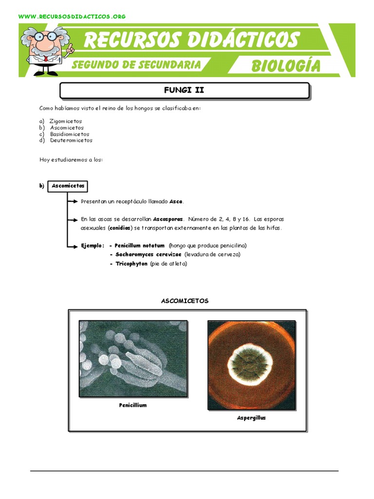 El Reino Fungi 2 | PDF | Hongo | Penicilina