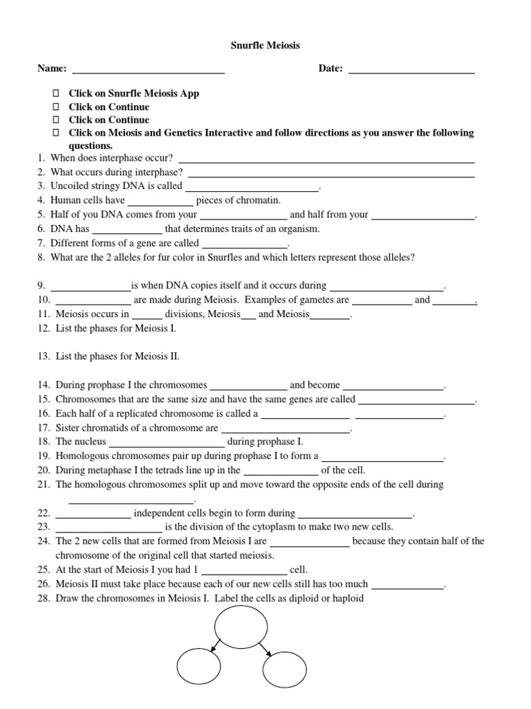 Snurfle Meiosis Worksheet Pdf Meiosis Chromosome