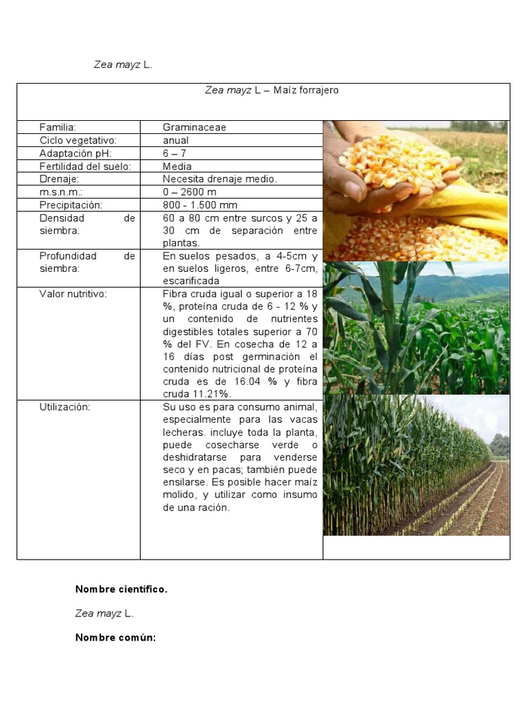 Zea Mayz | PDF | Maíz | Siembra