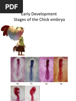 48 96 Hour Chick Embryo Wholoe Mount and Serial Sections Embryology ...