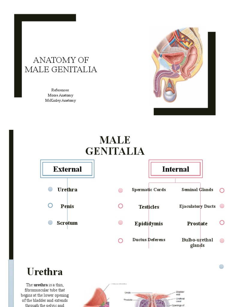Anatomy of Male Genitalia | PDF | Prostate | Testicle