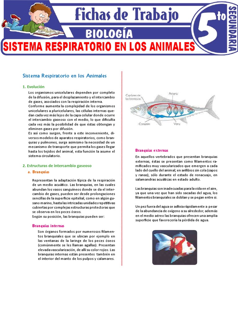 Sistema Respiratorio en Los Animales para Quinto Grado de Secundaria ...