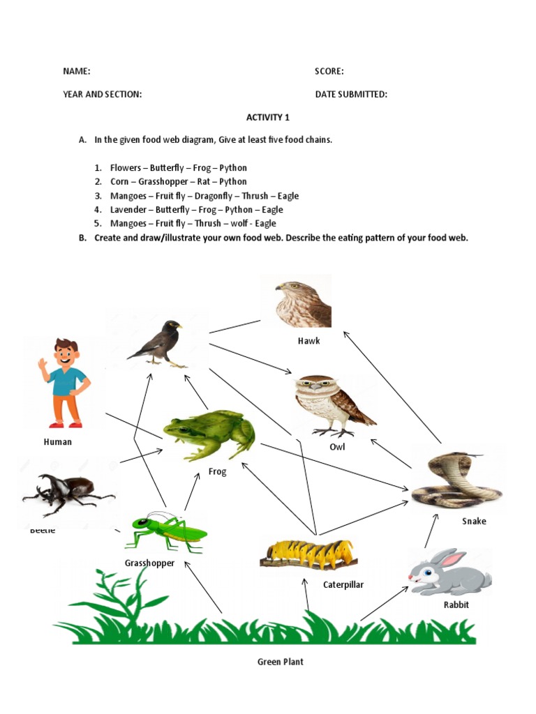 Food Web Diagram | PDF