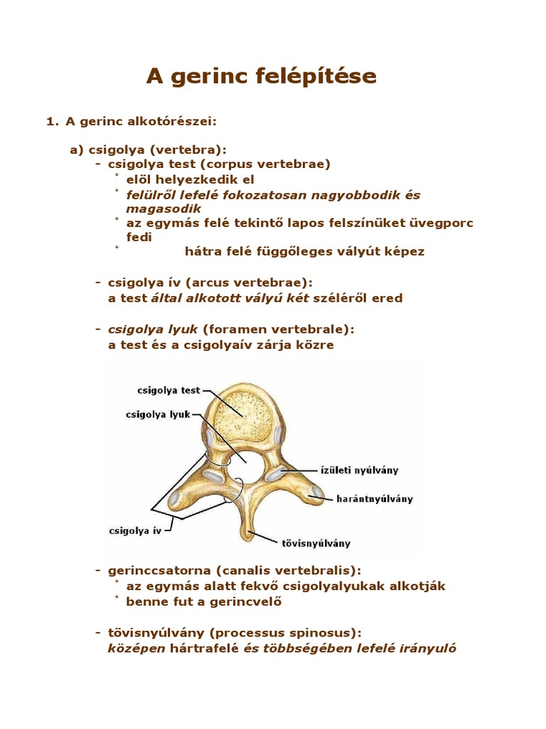 A Gerinc Felépítése | PDF