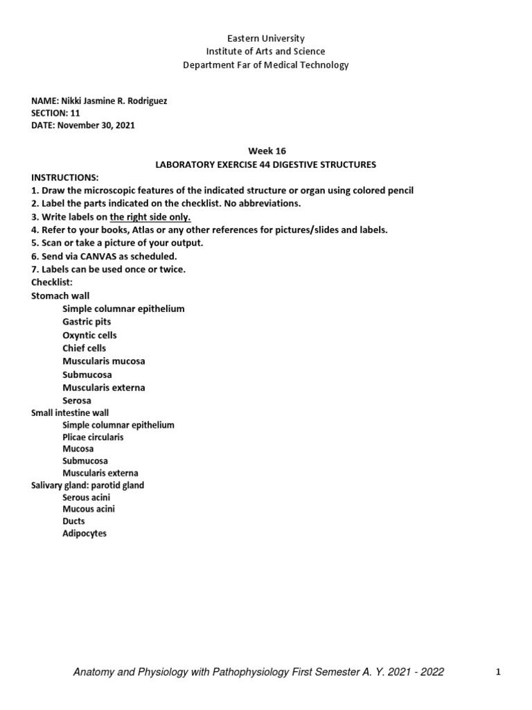 Laboratory Exercise 44 Digestive Structures | PDF | Stomach ...