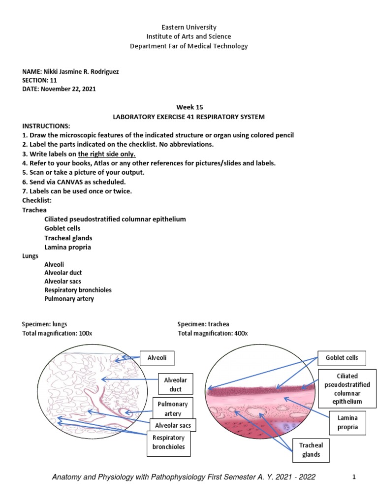Laboratory Exercise 41 Respiratory System | PDF | Lung | Respiratory System