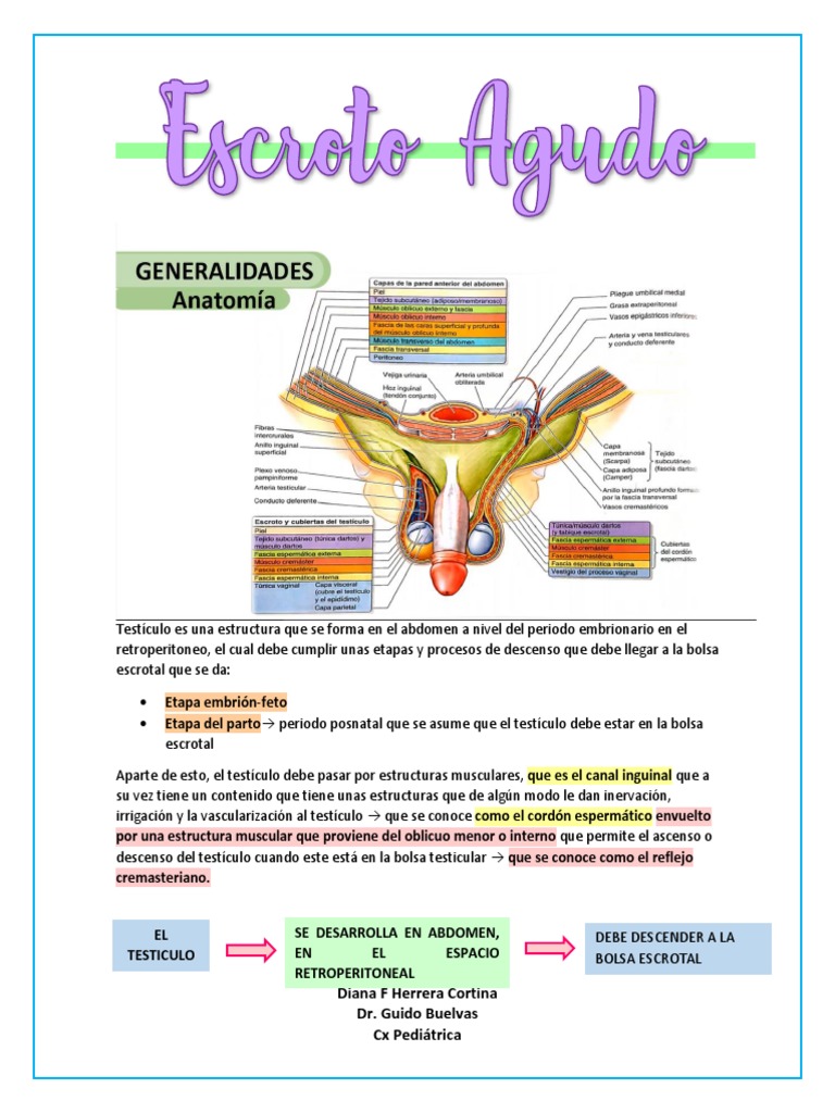Escroto Agudo | PDF | Testículo | Especialidades Medicas