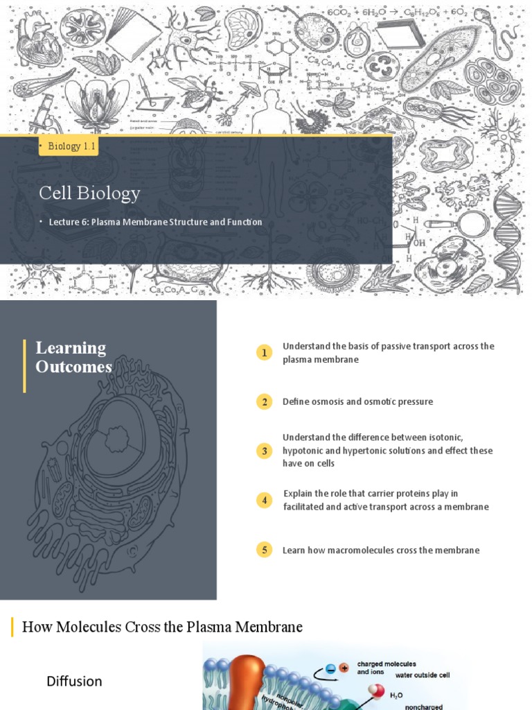 Plasma Membrane Transport Guide | PDF | Osmosis | Cell Membrane