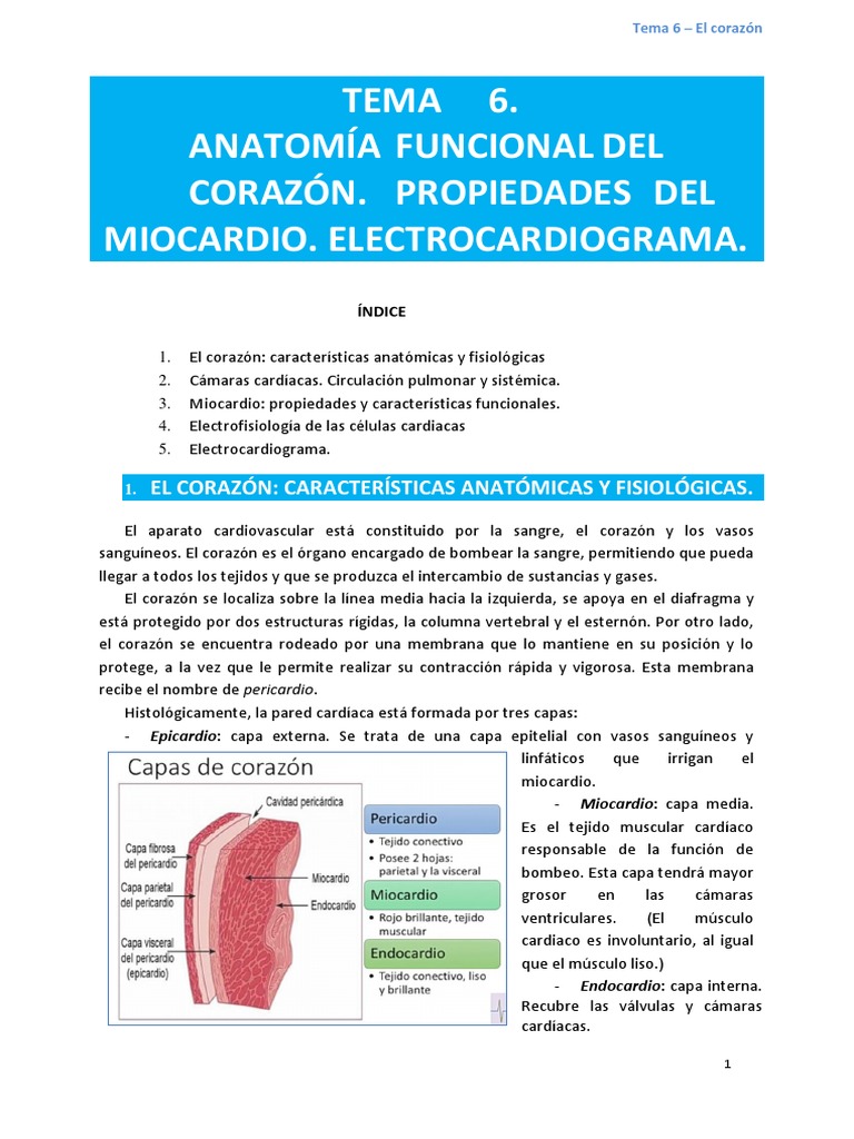 Tema 6. Anatomía Funcional Del Corazón. Propiedades Del Miocardio ...