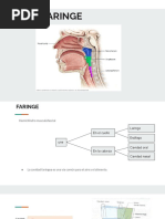 Anatomía de La Orofaringe | PDF | Cabeza y cuello humanos | Órgano ...