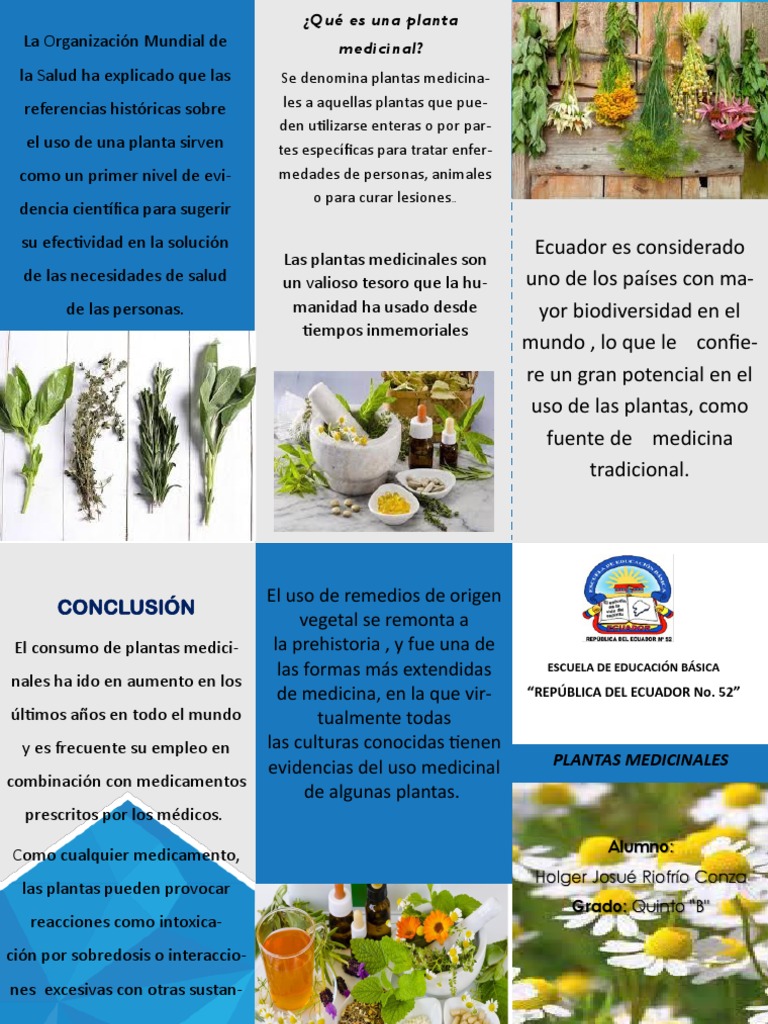 Triptico Plantas Medicinales | PDF | Plantas medicinales | Ciencias de la Salud