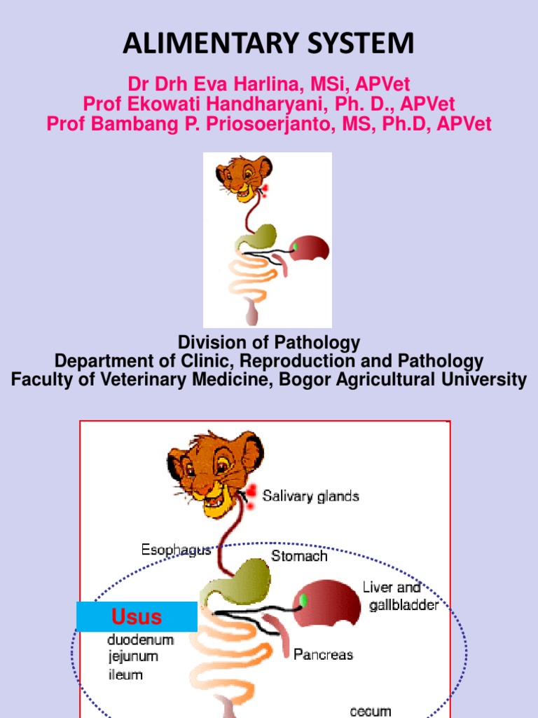 Sistem Digesti 3 | PDF | Gastroenterology | Medical Specialties