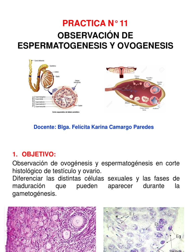 Practica Observación de Espermatogénesis y Ovogénesis. | PDF | Mitosis ...