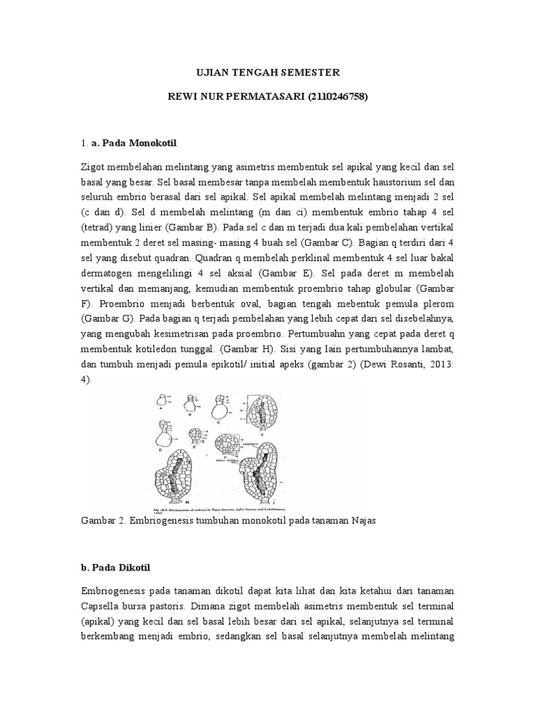 Embriogenesis dan Meristem Pada Tanaman | PDF