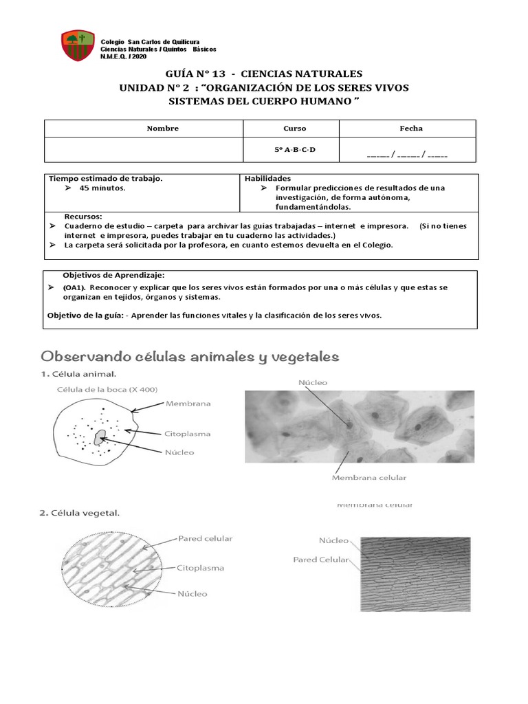 C5 Semana 7 Actividad Célula Animal y Vegetal | PDF