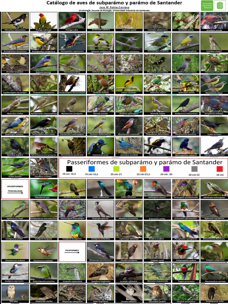 Poster Aves de Parámo y Subparámo de Santander | Download grátis PDF ...