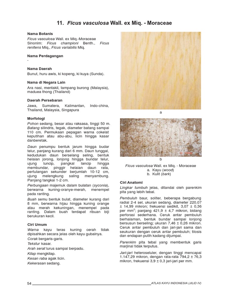 Atlas Kayu Indonesia Jilid IV-Risalah2 | PDF