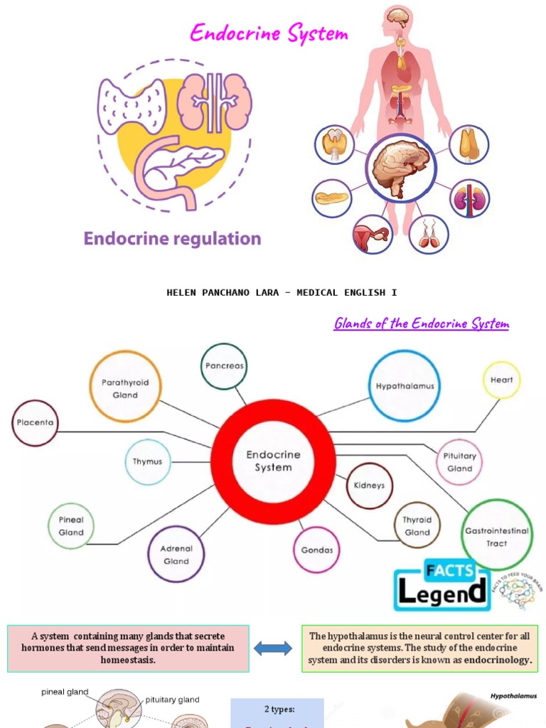 Medical English - Endocrine System | PDF