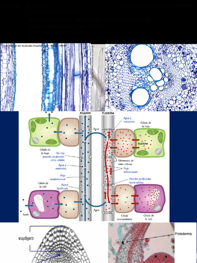 Tejidos Conductores | PDF | Tallo de la planta | Biología