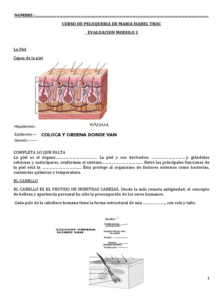 Características y procesos básicos de la peluquería | PDF | Pelo | Piel
