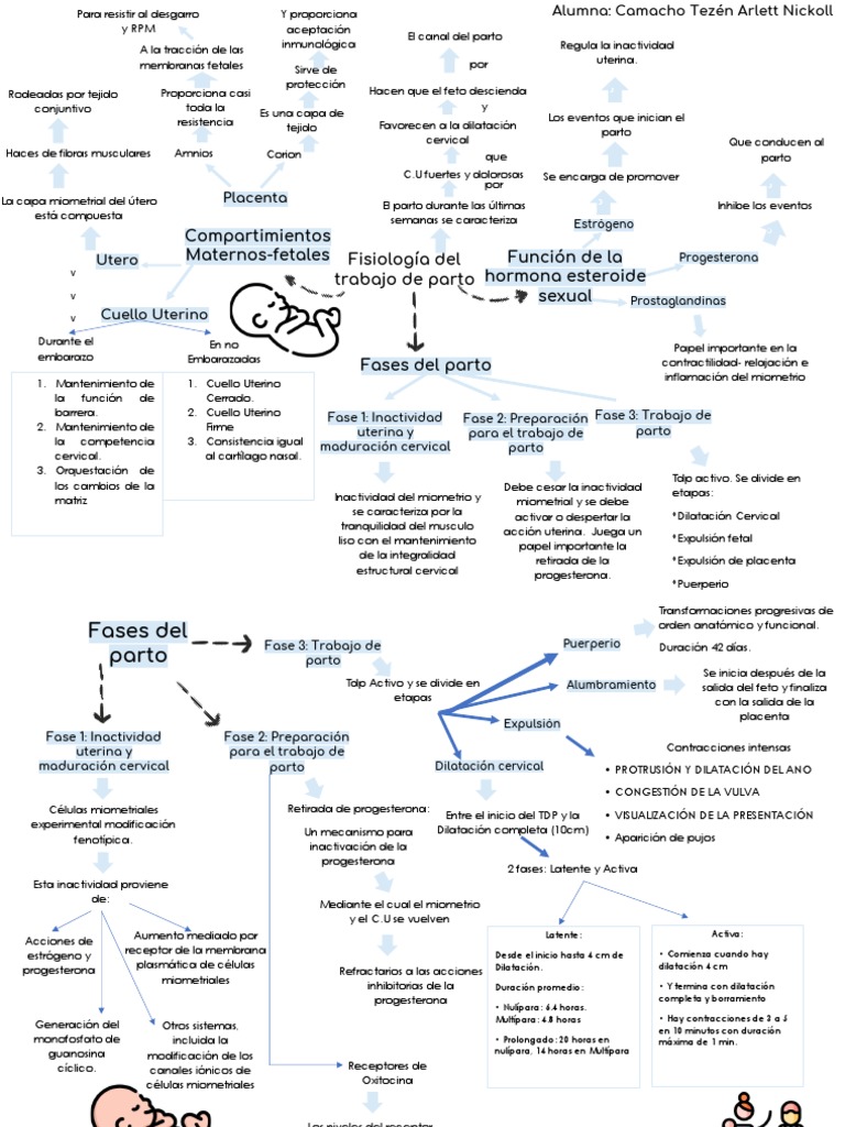 Mapa Mental TDP | PDF | Parto | Placenta