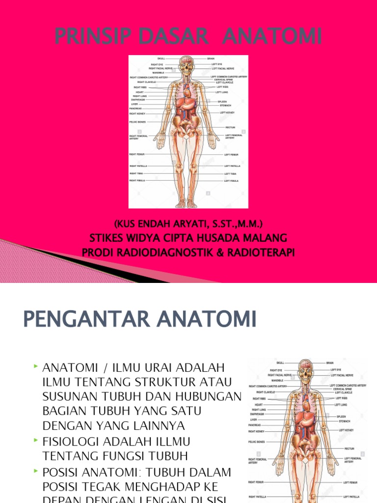 Anrad Dasar Anatomi Radiologi | PDF