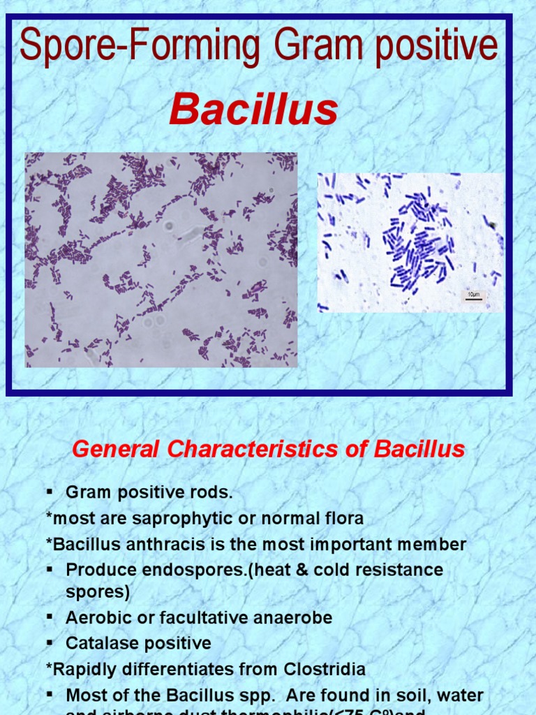 Bacillus: Spore-Forming Gram Positive | PDF | Bacillus | Anthrax