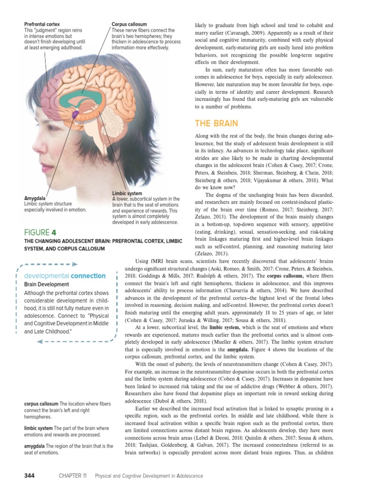 Adolescent Brain Development | PDF | Adolescence | Limbic System
