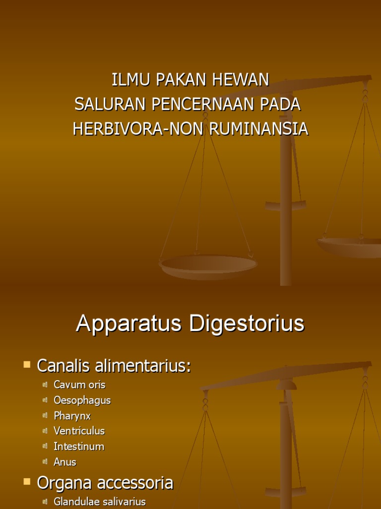 Apparatus Digestorius | PDF