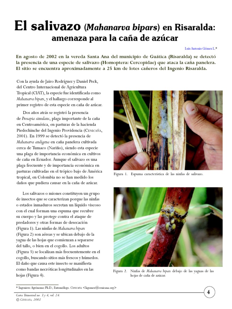 Salivazo en Guatica - Mahanarva Bipars | PDF | Colombia | Insectos