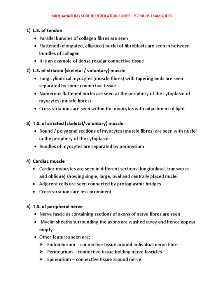 Microanatomy Slide Identification Guide | PDF | Stomach | Epithelium