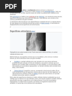 Articulación Coxofemoral | PDF | Rodilla | Anatomía