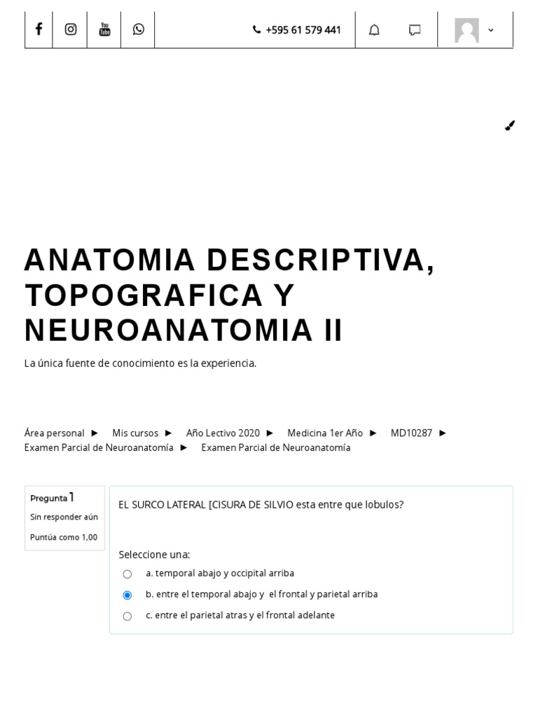 Examen Parcial de Neuroanatomía | PDF | Sistema nervioso central ...