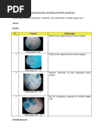 Pengamatan Sel Gabus Singkong | PDF | Griya & Taman