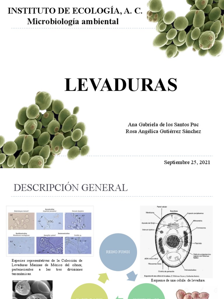 Levaduras Pdf Saccharomyces Cerevisiae Levadura