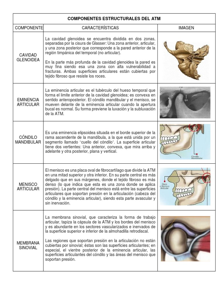 Componentes Estructurales Del Atm | PDF | Articulación | Anatomía humana