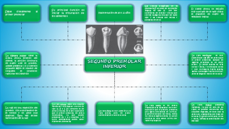 Segundo Premolar Inferior | Descargar gratis PDF | Ramas de Odontología ...